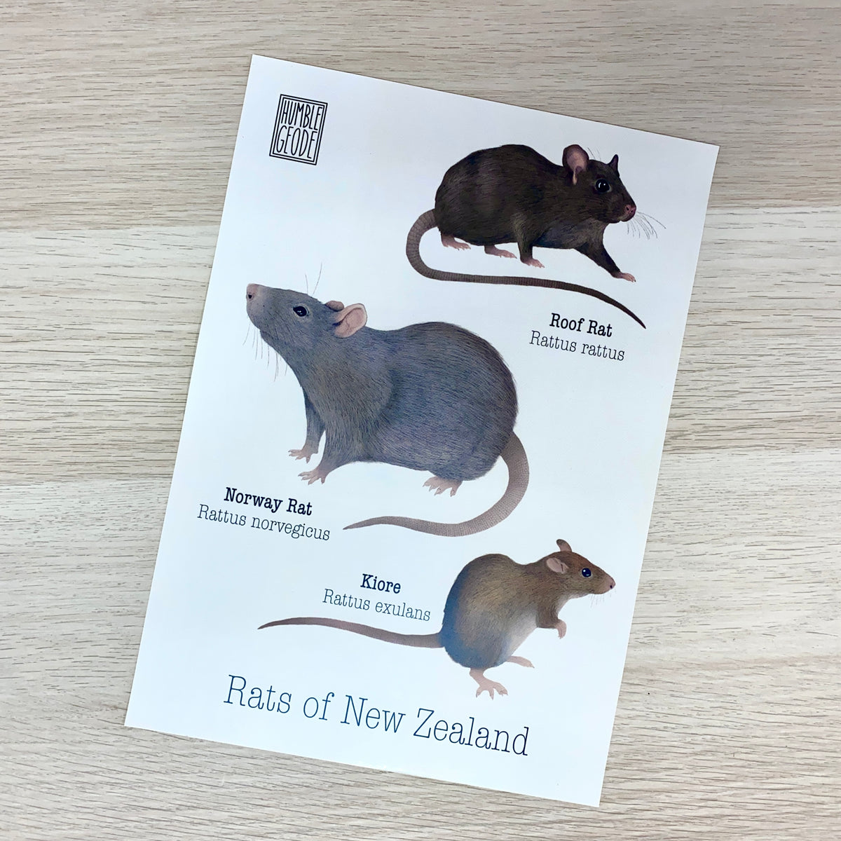 Print - NZ rats A3 – Mr Wiggles Rat Supplies