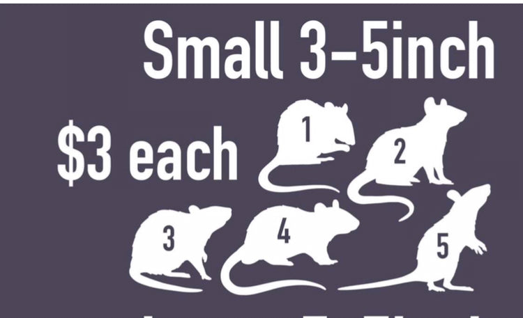 Car stickers - small – Mr Wiggles Rat Supplies
