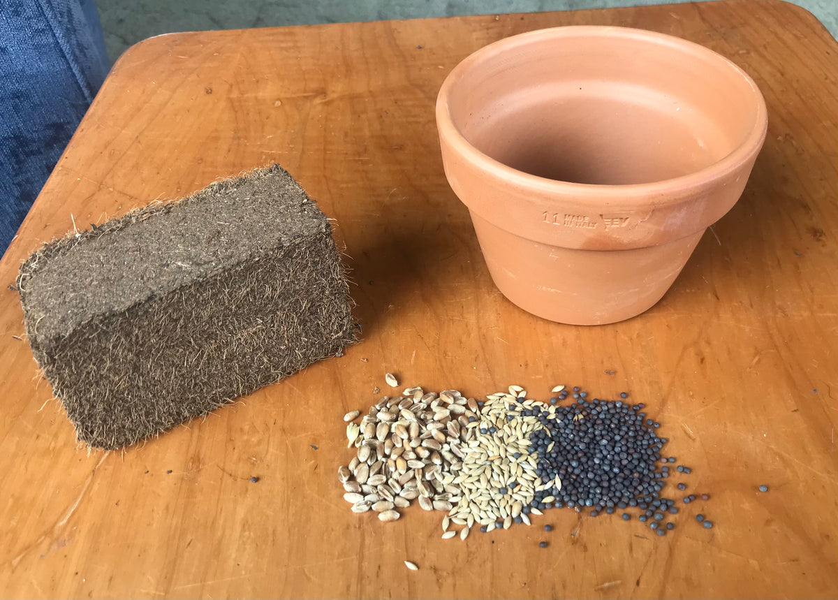 Garden for rats with a small pot – Mr Wiggles Rat Supplies